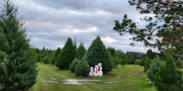 Blue Acres Christmas Tree Farm - Your Source for Fresh Cut Christmas Trees