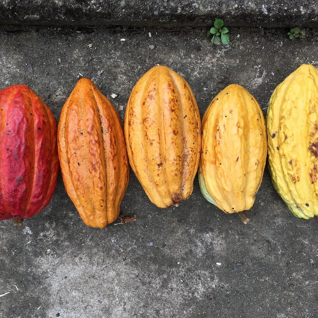 Craft Chocolate - Bar Cacao