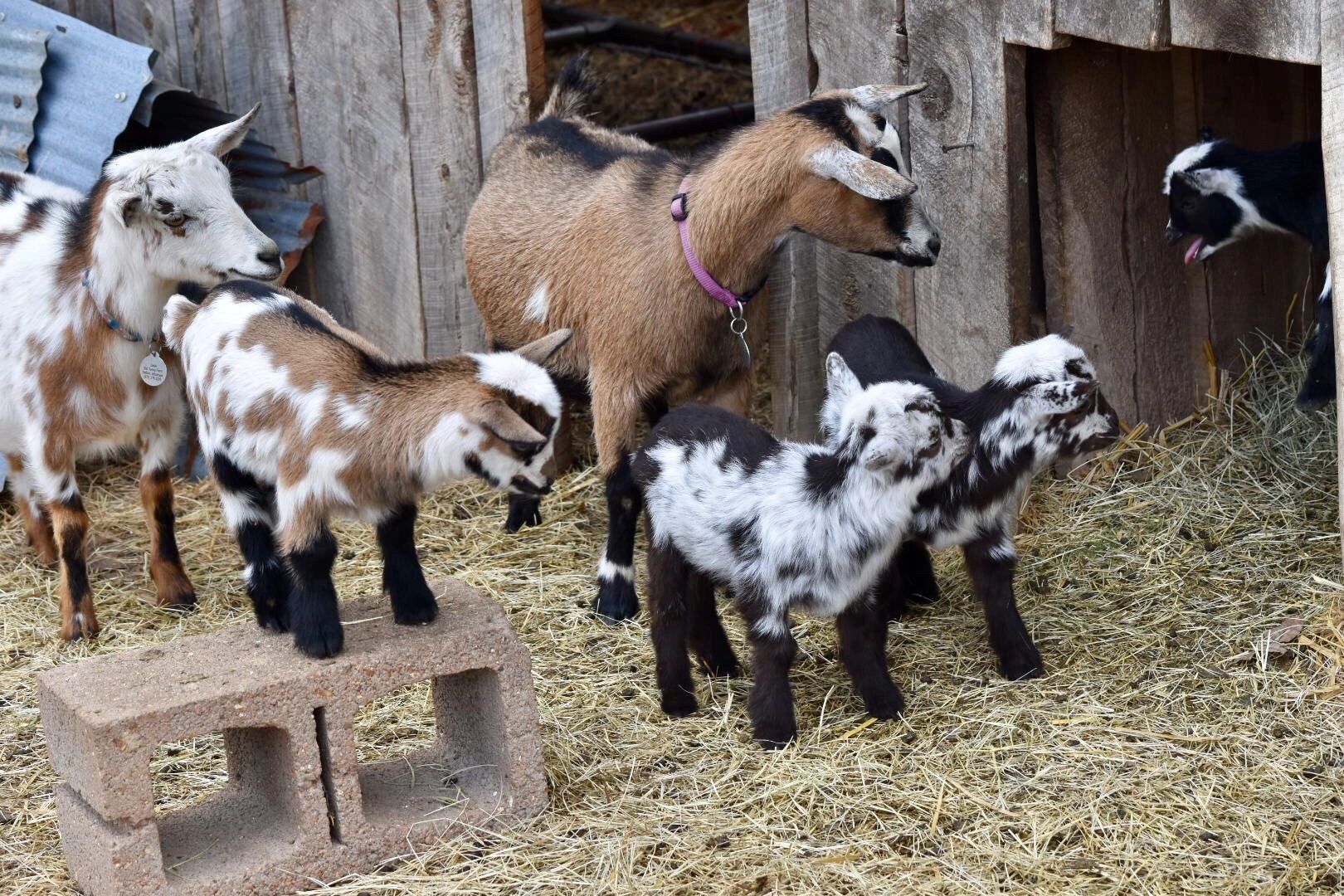 Goat Care & Registration | Old Toney Farm