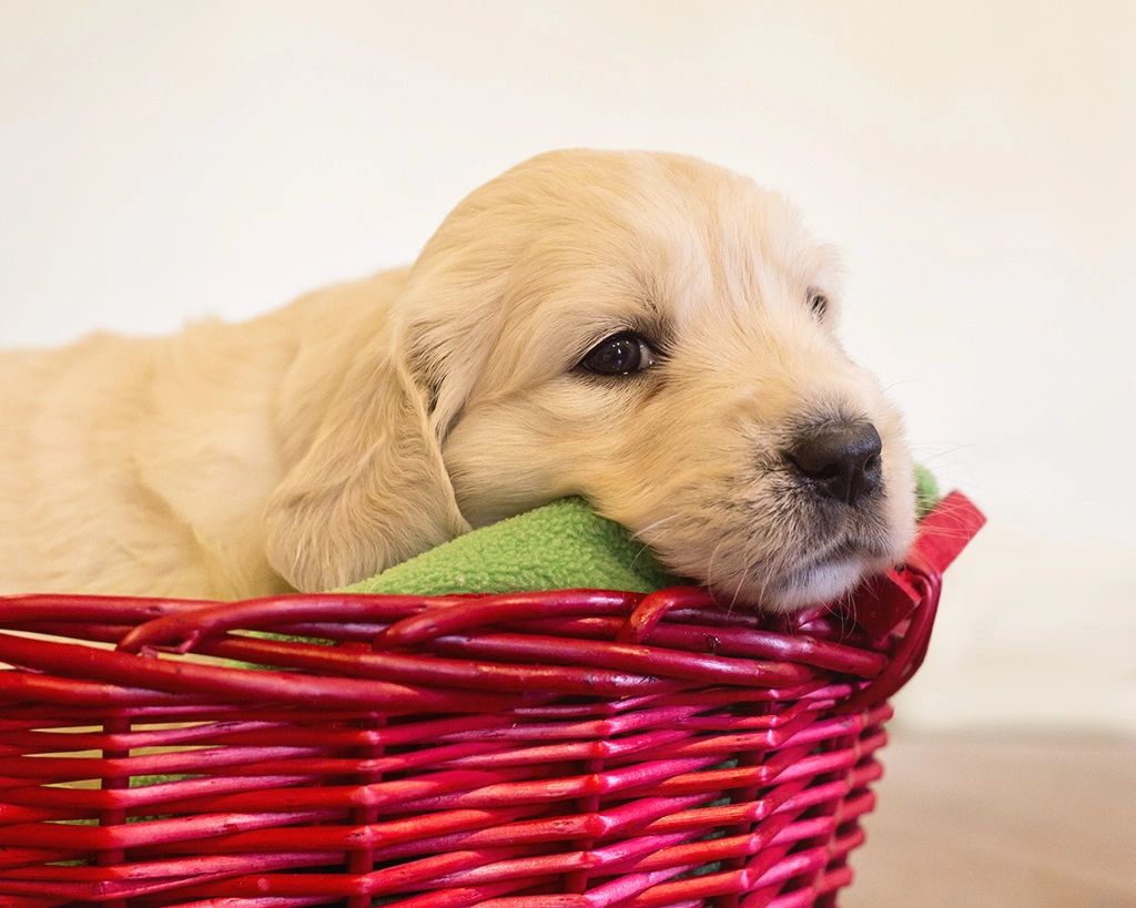 Coefficient Of Inbreeding and How It Affects Your Dog