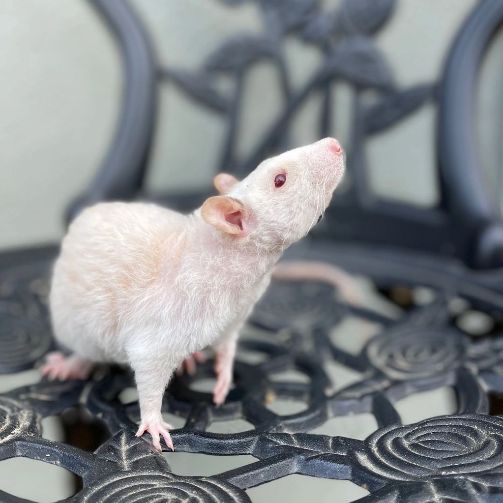 Boys | Sapphire Ranch Rattery