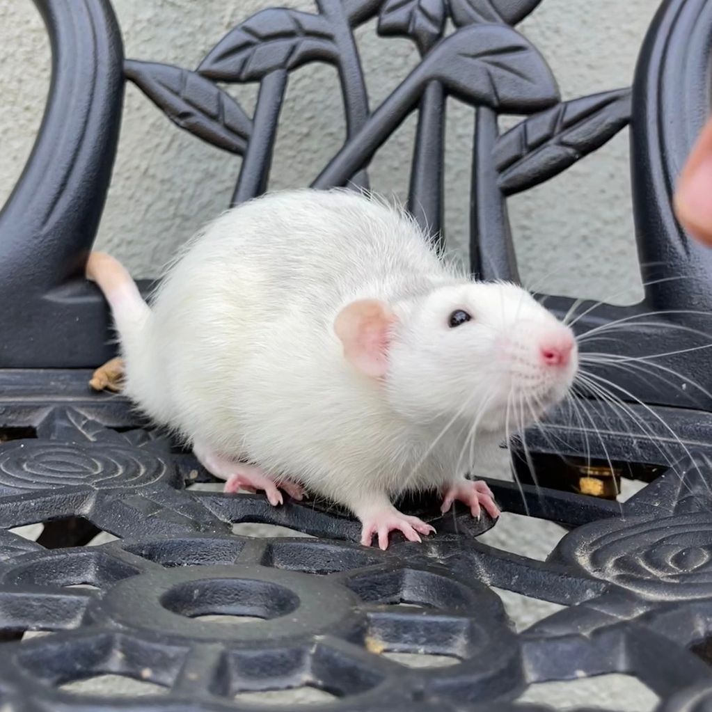 Boys | Sapphire Ranch Rattery