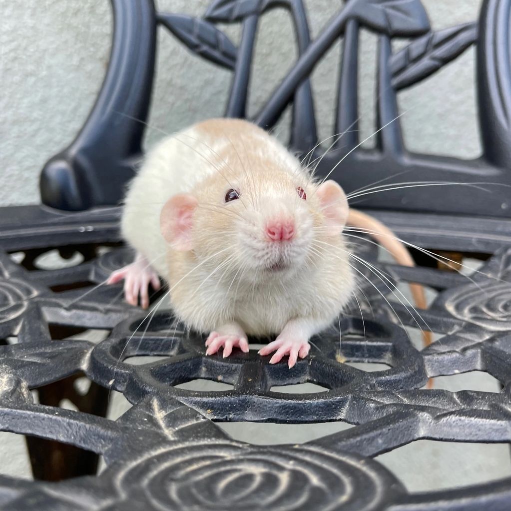 Boys | Sapphire Ranch Rattery