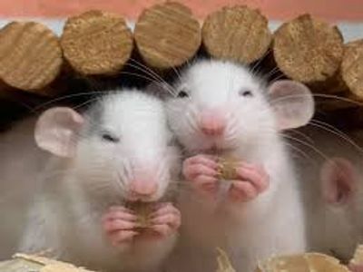 Basics | Sapphire Ranch Rattery