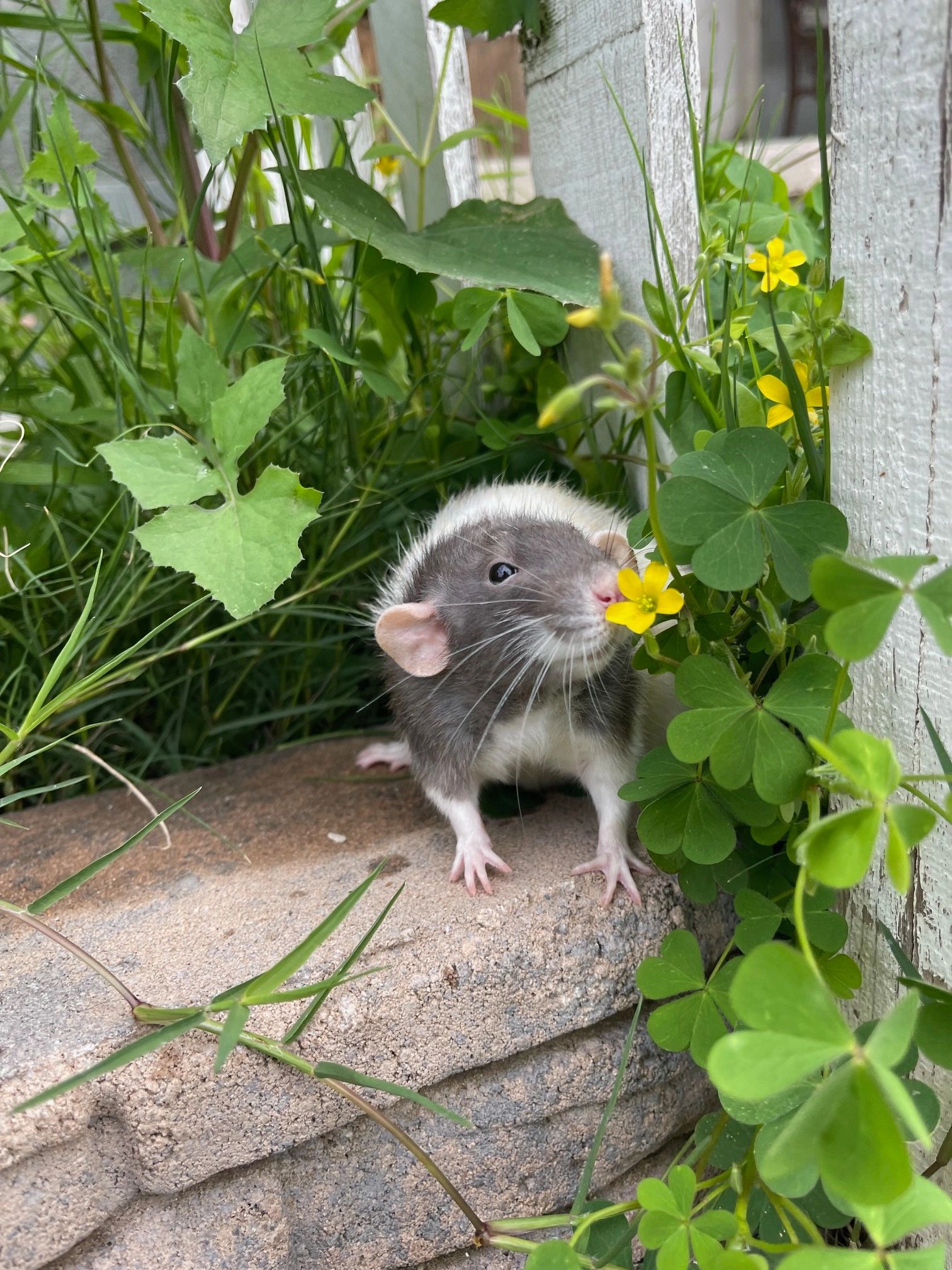 Sapphire Ranch Rattery - Rat Breeder, Baby Rat, Rats