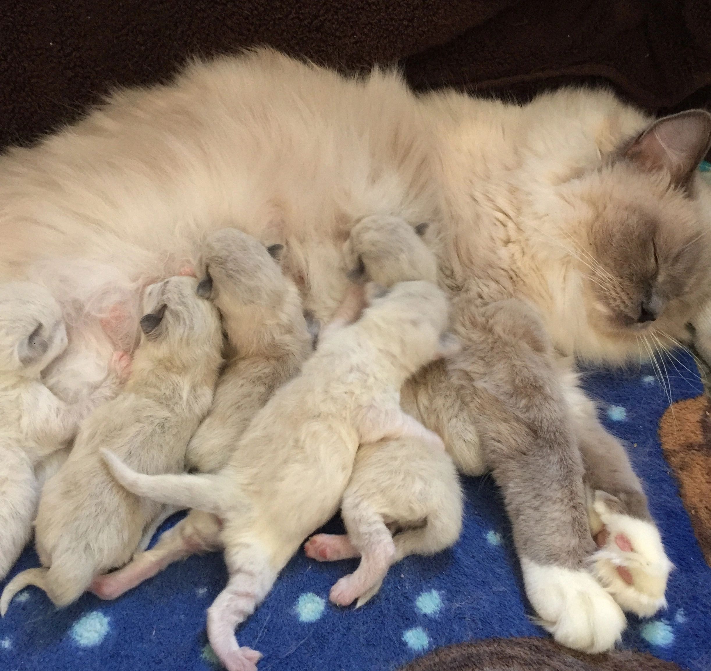 Available Ragdoll Kittens in California - Ragdolls for Me