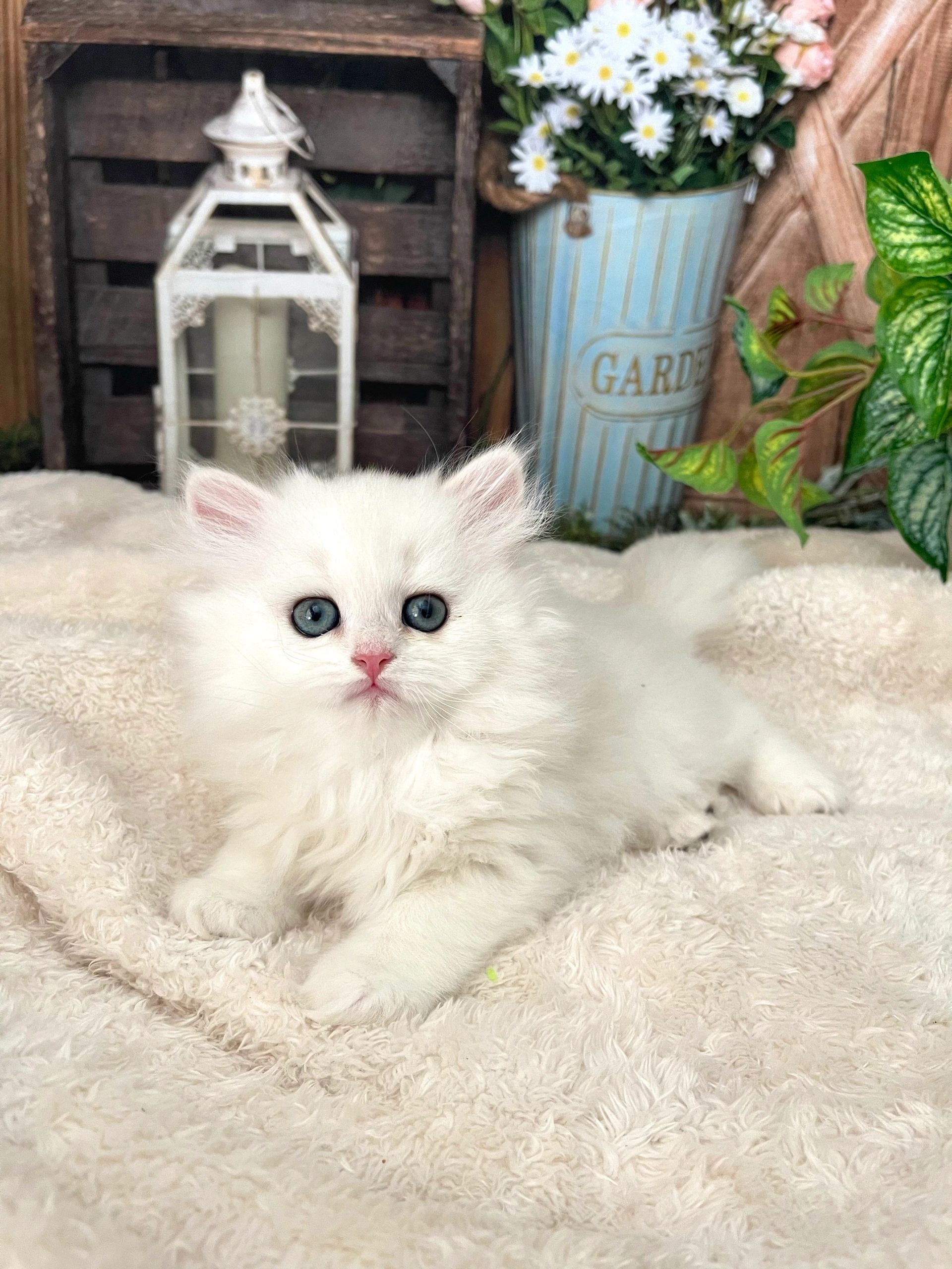 Available Ragdoll Kittens in California - Ragdolls for Me