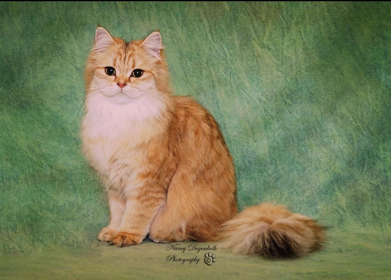 Available Ragdoll Kittens in California - Ragdolls for Me