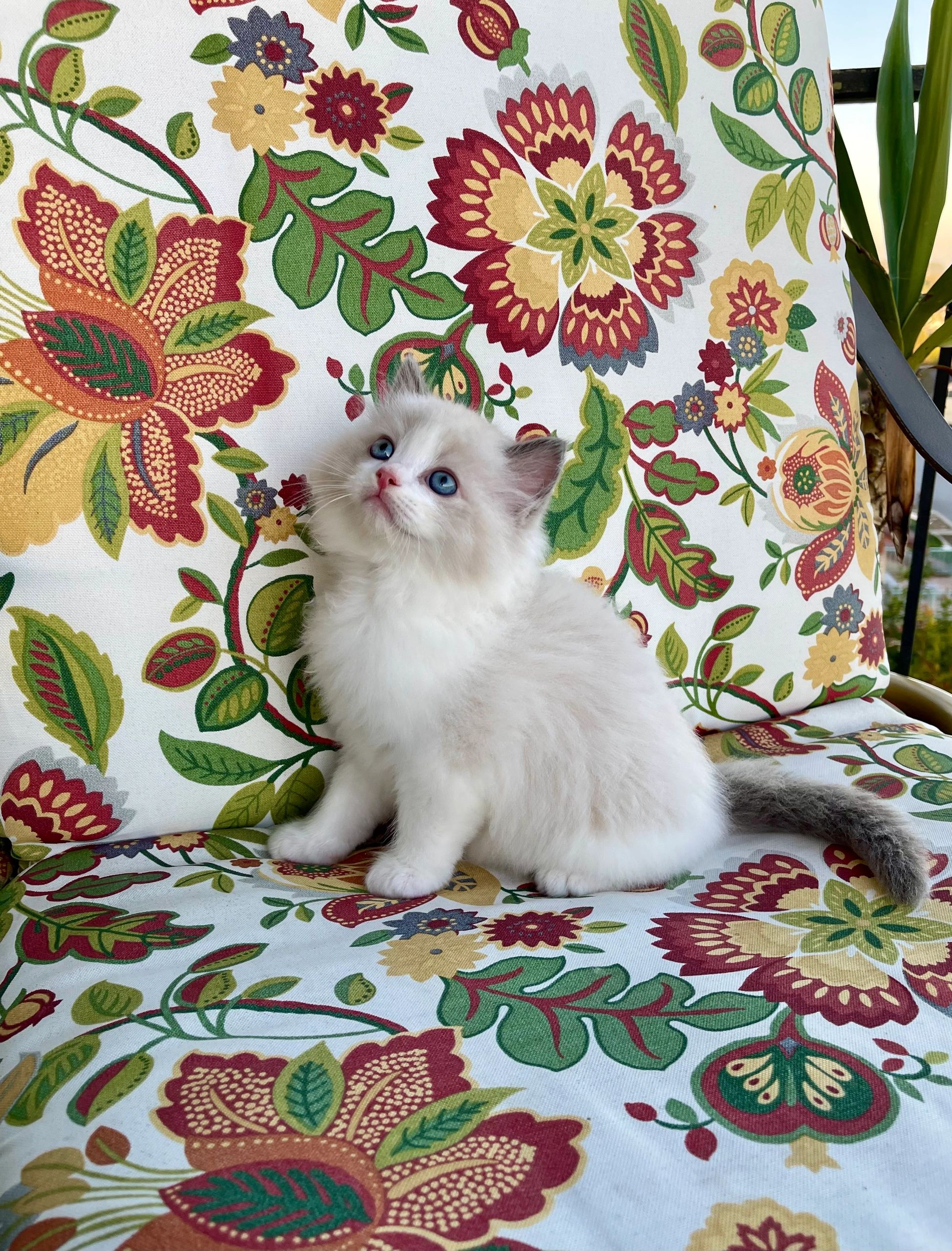 Available Ragdoll Kittens in California - Ragdolls for Me