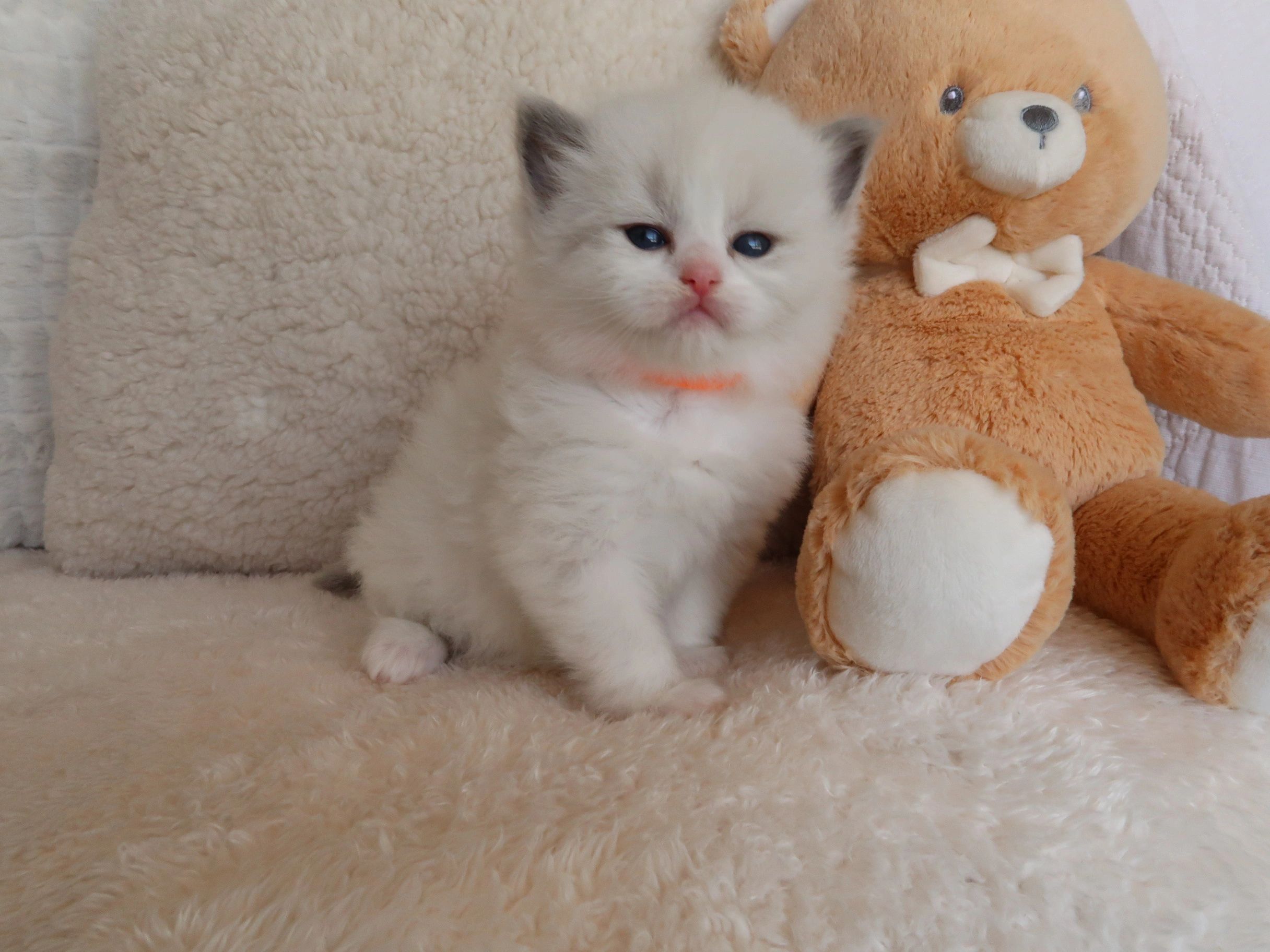 Available Ragdoll Kittens in California - Ragdolls for Me
