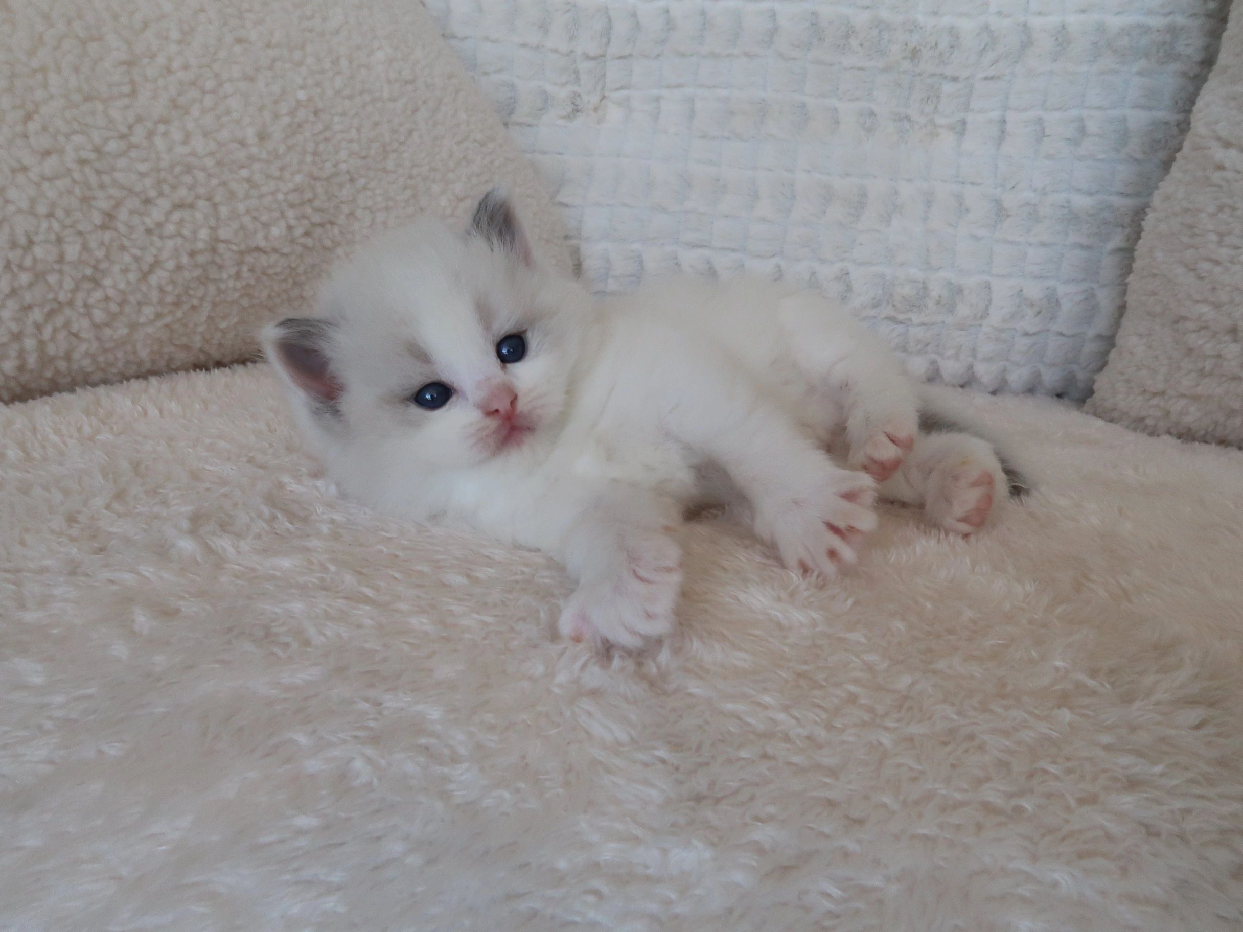 Available Ragdoll Kittens in California - Ragdolls for Me