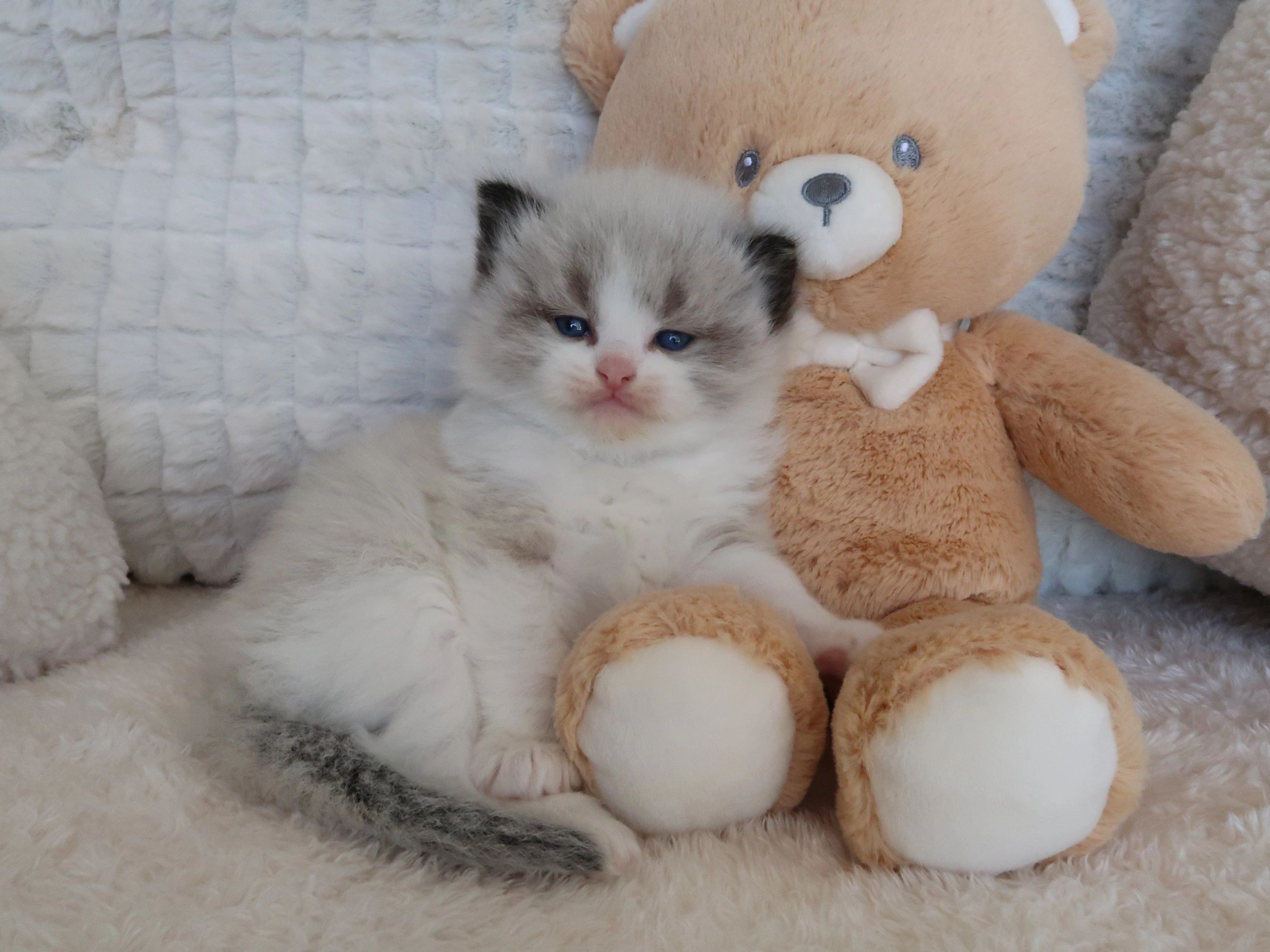Available Ragdoll Kittens in California - Ragdolls for Me