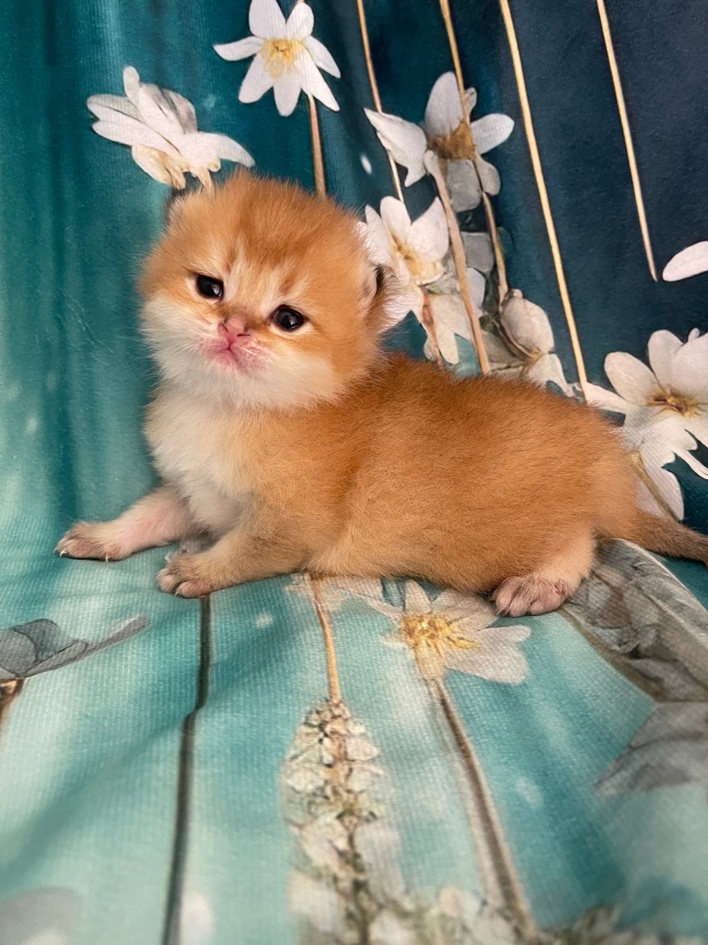 Available Ragdoll Kittens in California - Ragdolls for Me