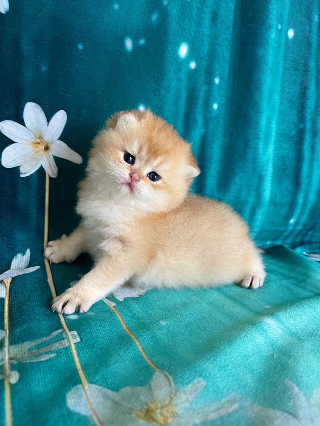 Available Ragdoll Kittens in California - Ragdolls for Me