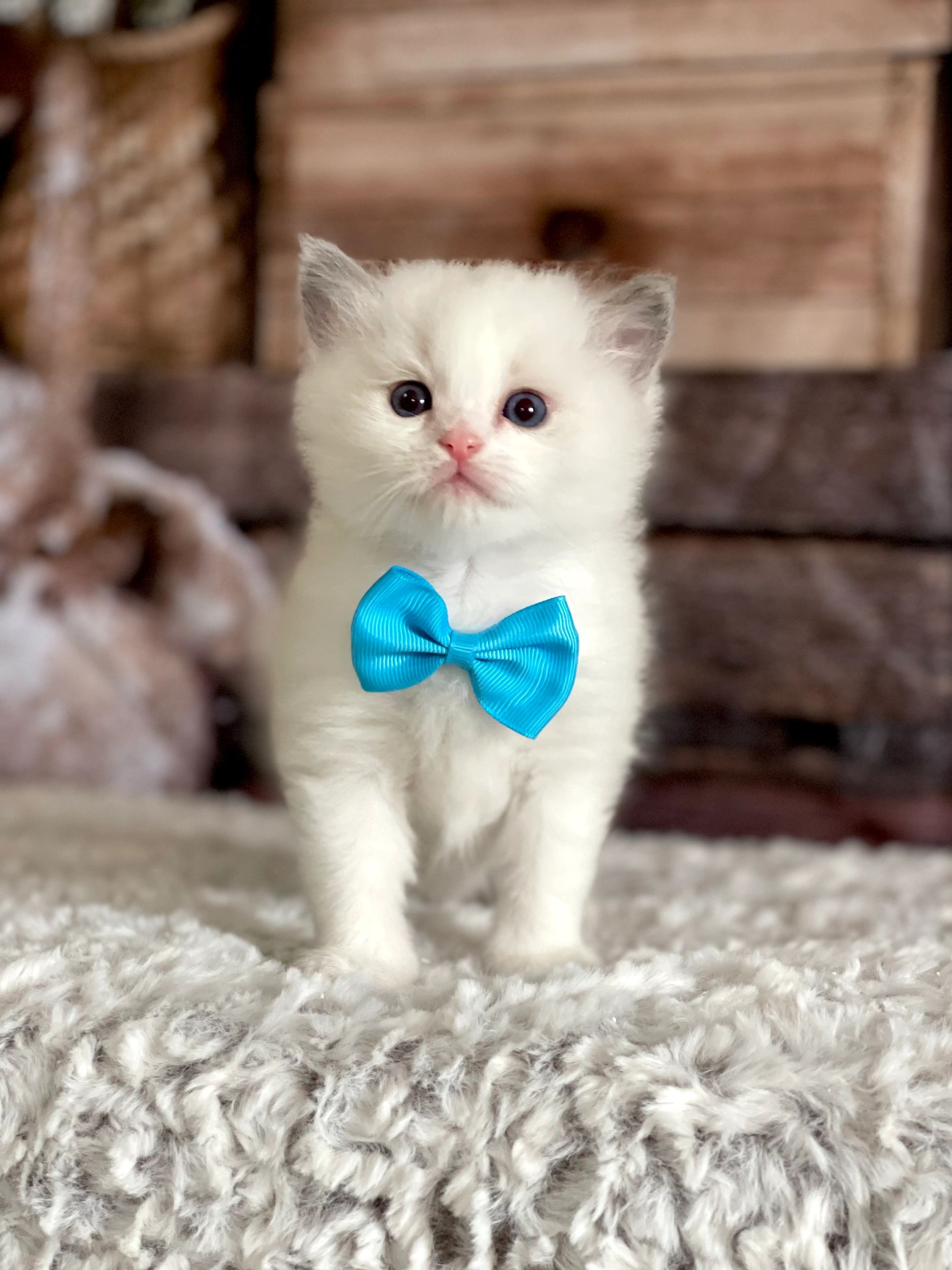 Available Ragdoll Kittens in California - Ragdolls for Me