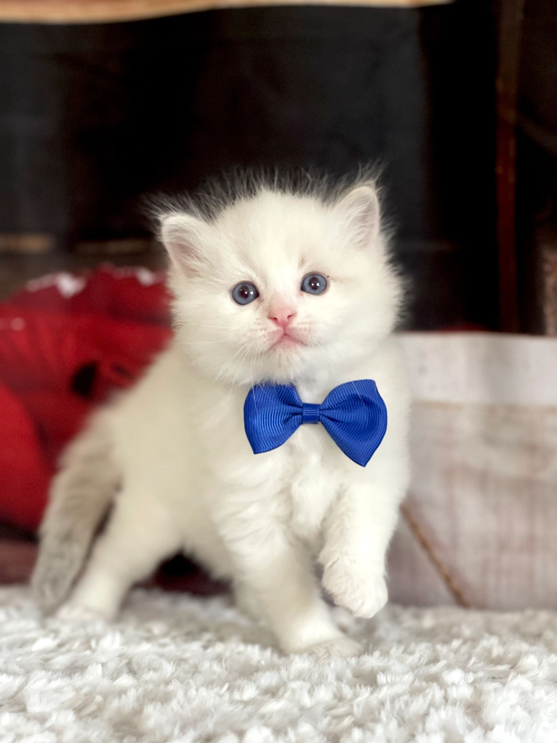 Available Ragdoll Kittens in California - Ragdolls for Me