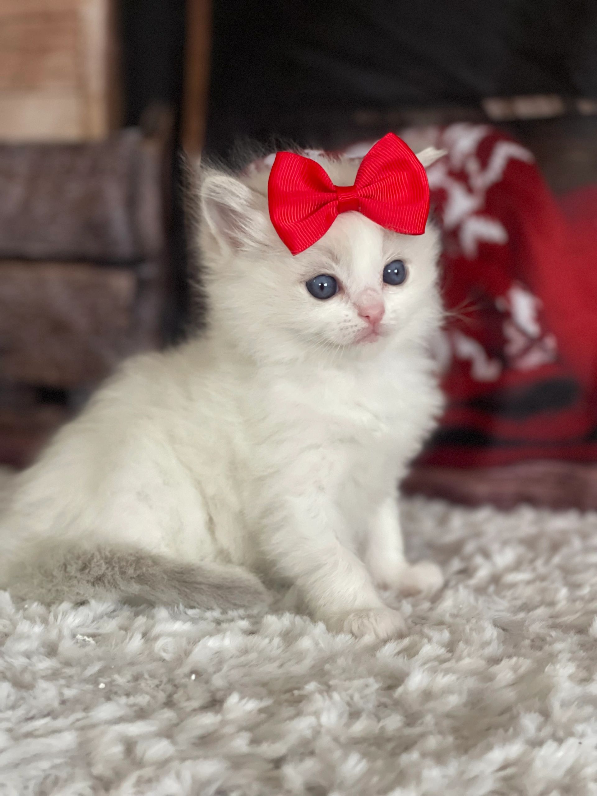 Available Ragdoll Kittens in California - Ragdolls for Me