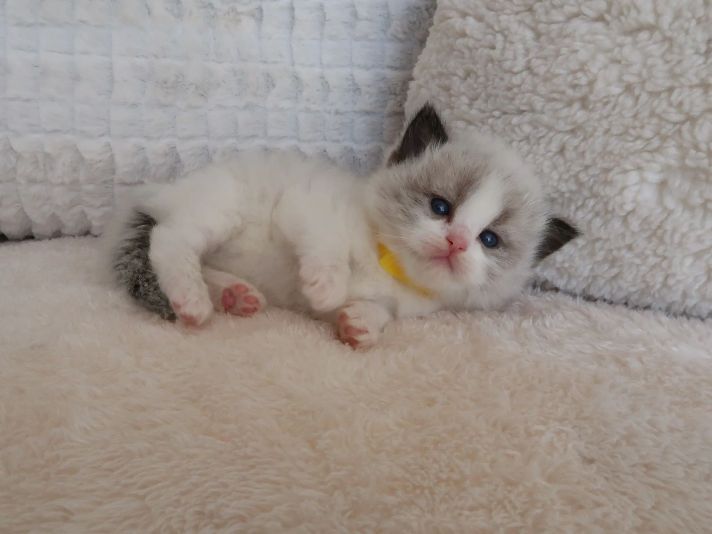 Available Ragdoll Kittens in California - Ragdolls for Me