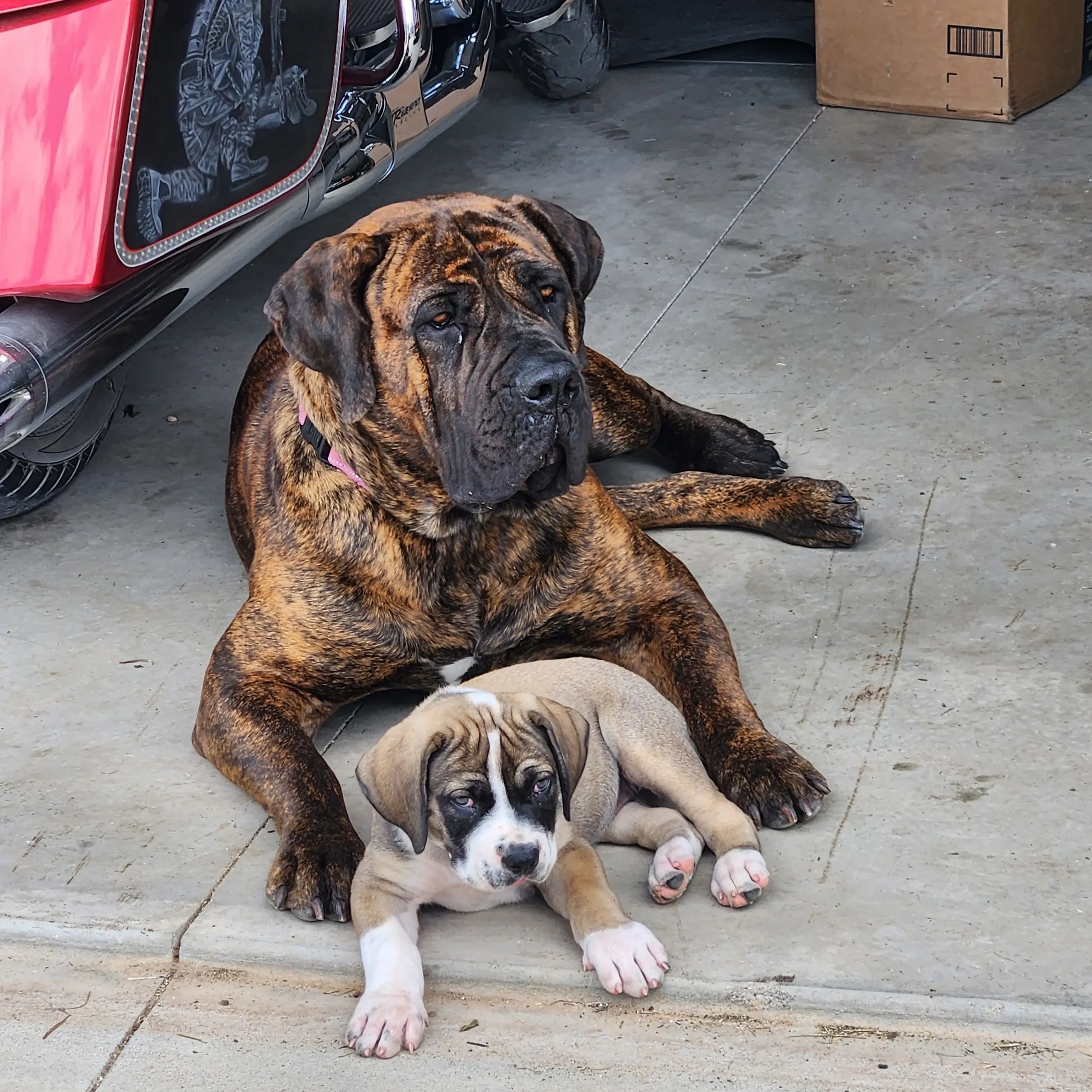 Gallery | KBZ Kennels