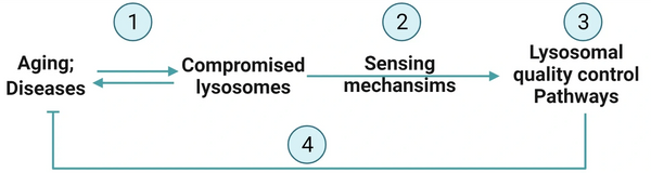 Jay Tan Lab - Jay Xiaojun Tan Lab Pitt Aging Institute