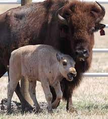 Aliens abducted 2 Bison and returned them mutilated