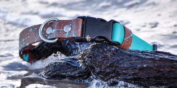 Dog Collars - Coastal Collars