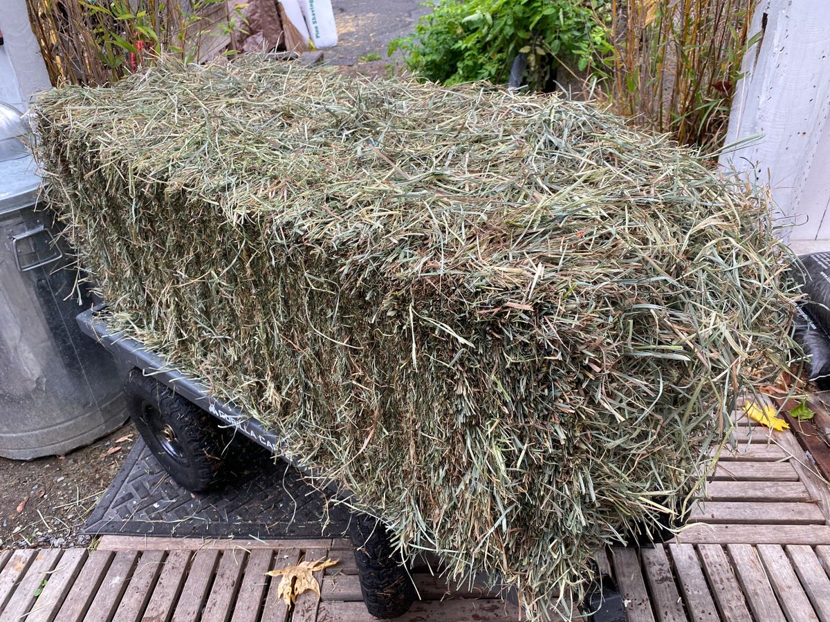 Hay Orchard Grass 2 String Bale