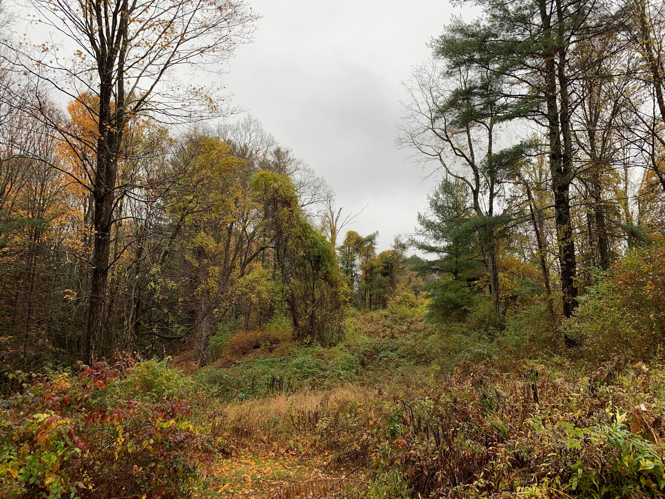 List of Invasive Plants