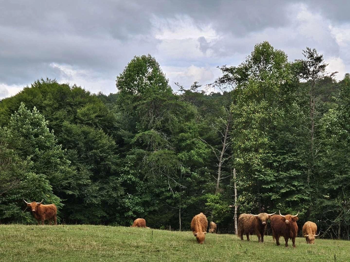 Highland Cows-Blue Ridge Highland Company
