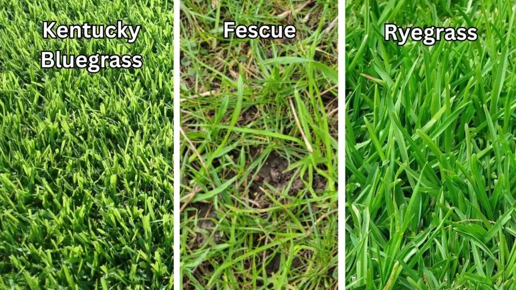 Best Grass Seeds for Iowa Lawns: A Comprehensive Guide