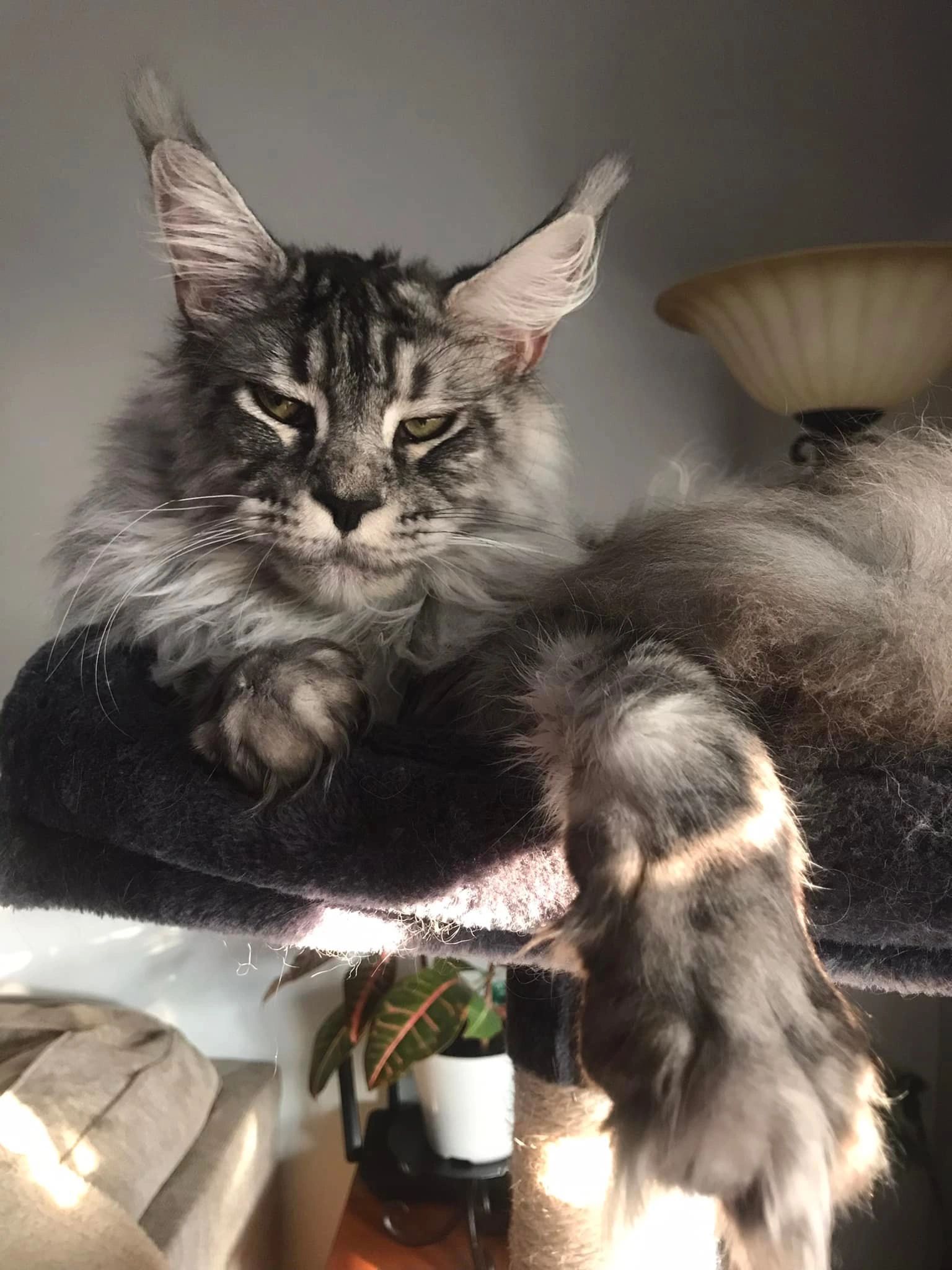 Maine Coon Paws: Fabulous, fluffy facts