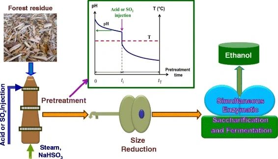 Biofuels from the forest