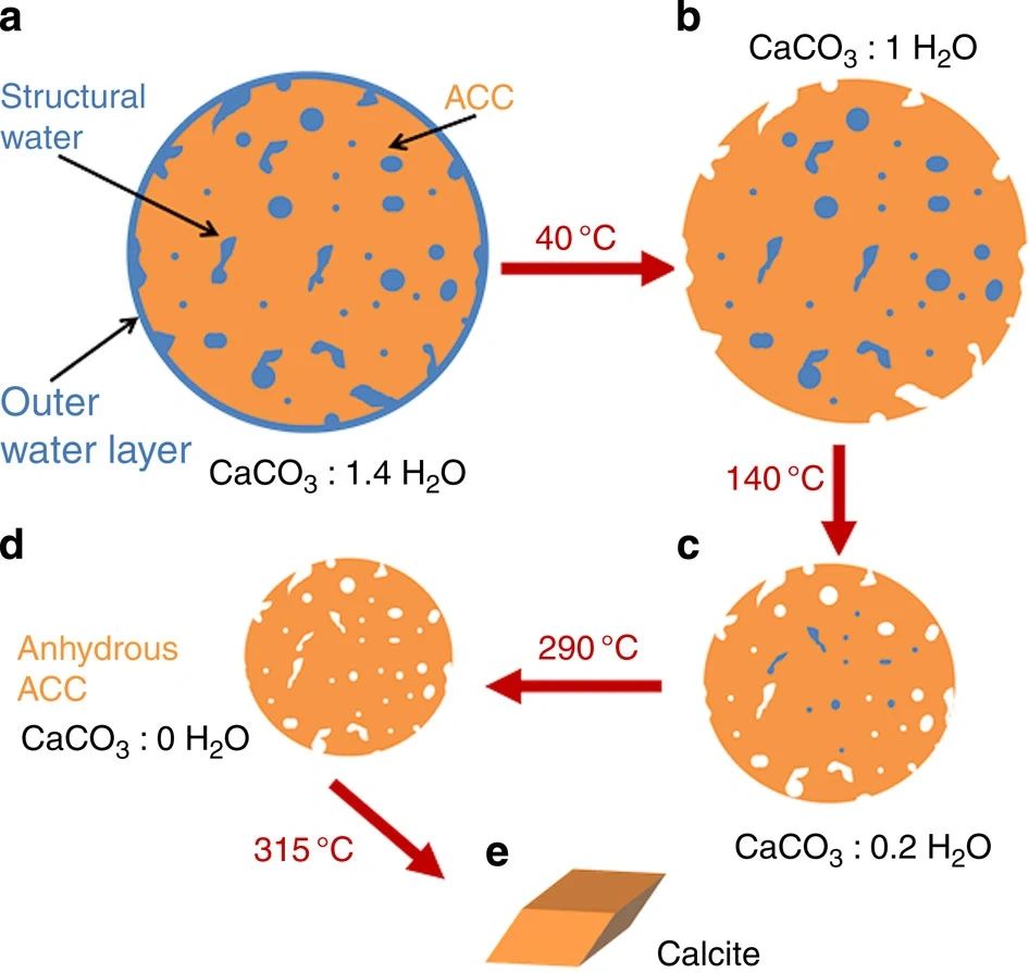 Amorphous versus crystalline calcium carbonate