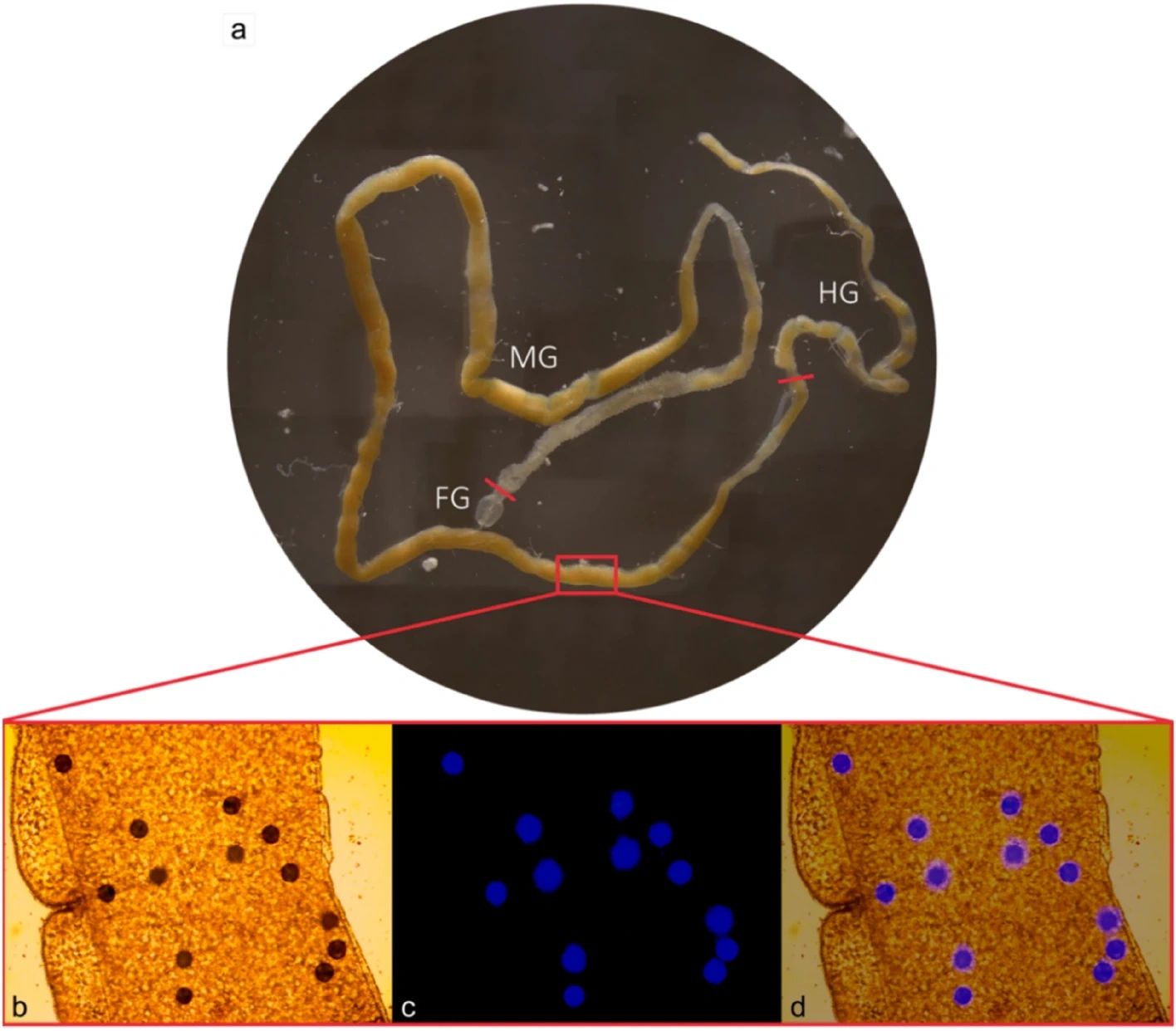 Microplastics in soldier fly larvae