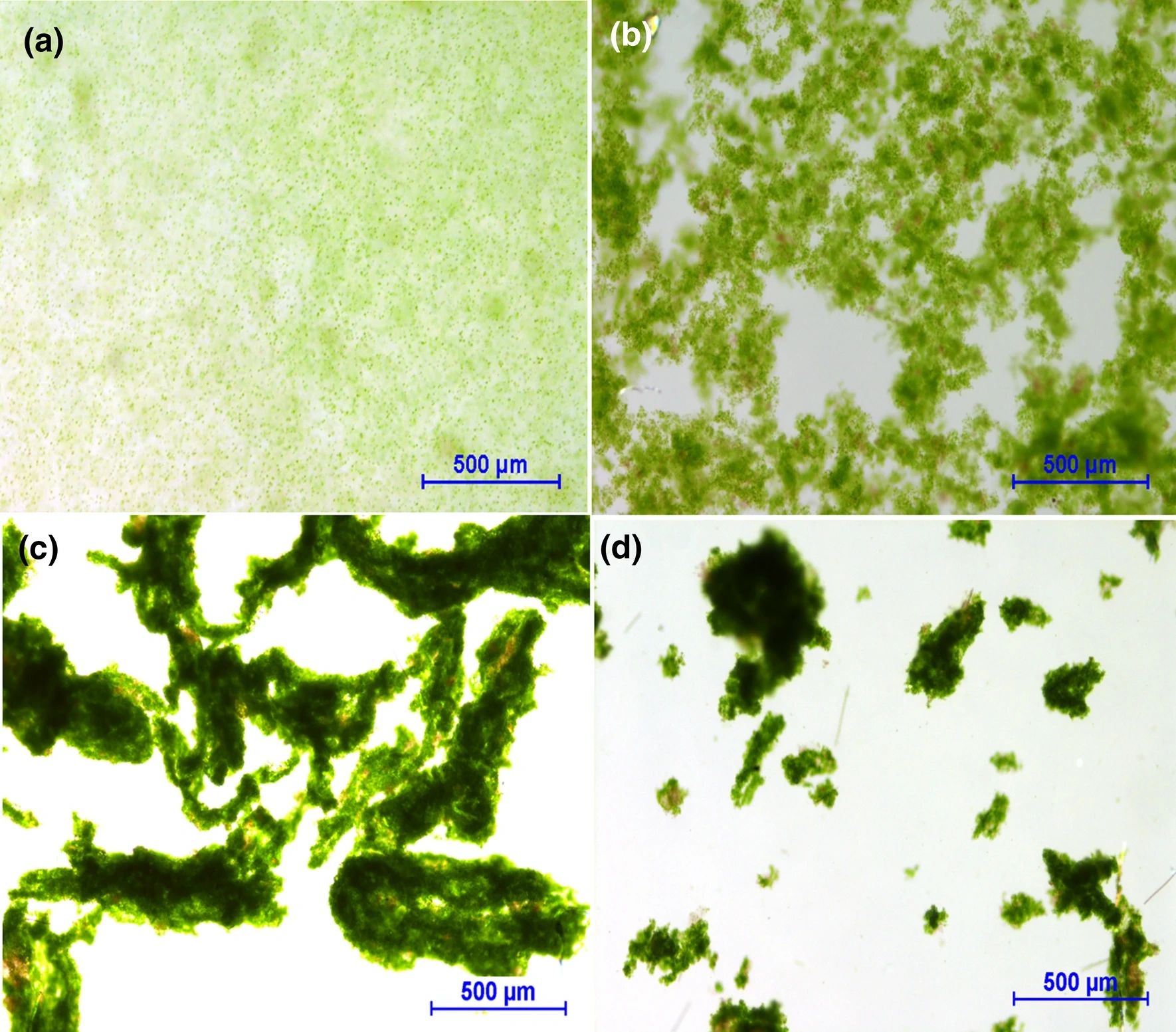 Applying paper manufacturing techniques to microalgae dewatering