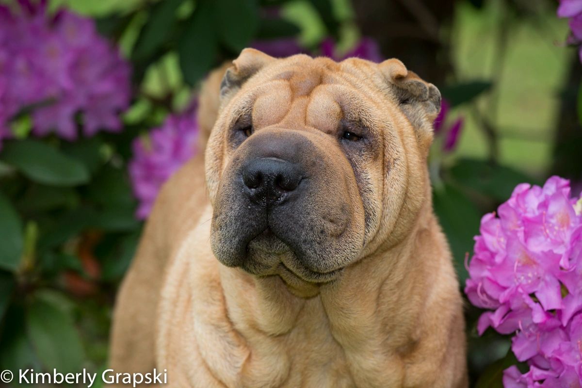 USA Sharpei - Chinese Shar-Pei Dogs, Puppies, Breeder
