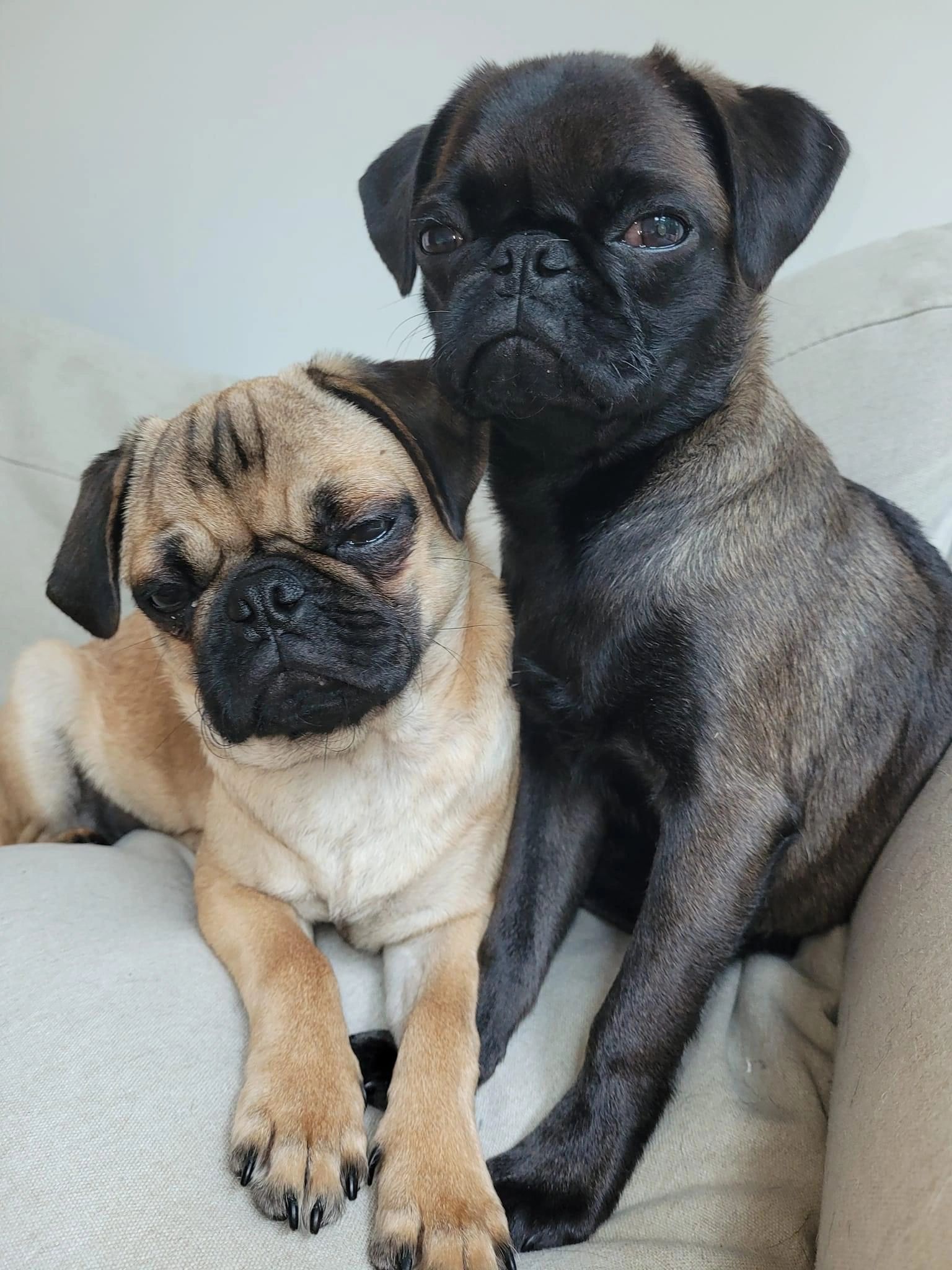 Fat Black Pugs