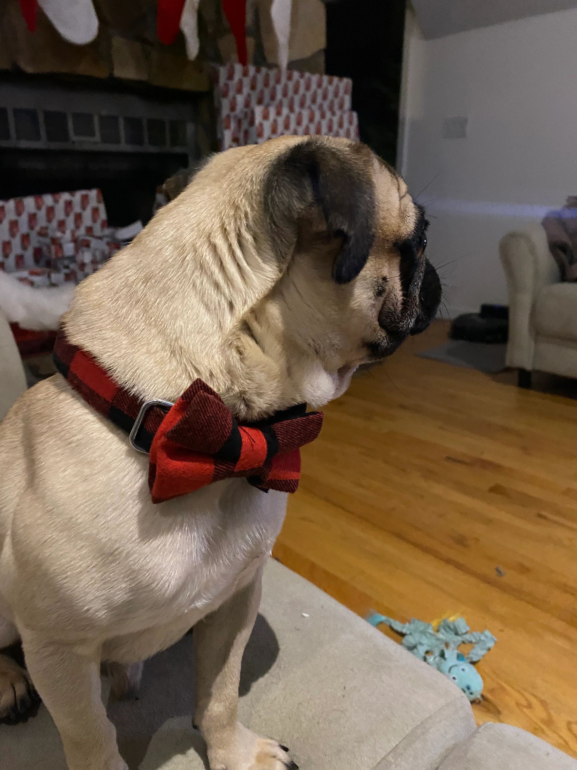 The History of the Pug: A Comprehensive Guide