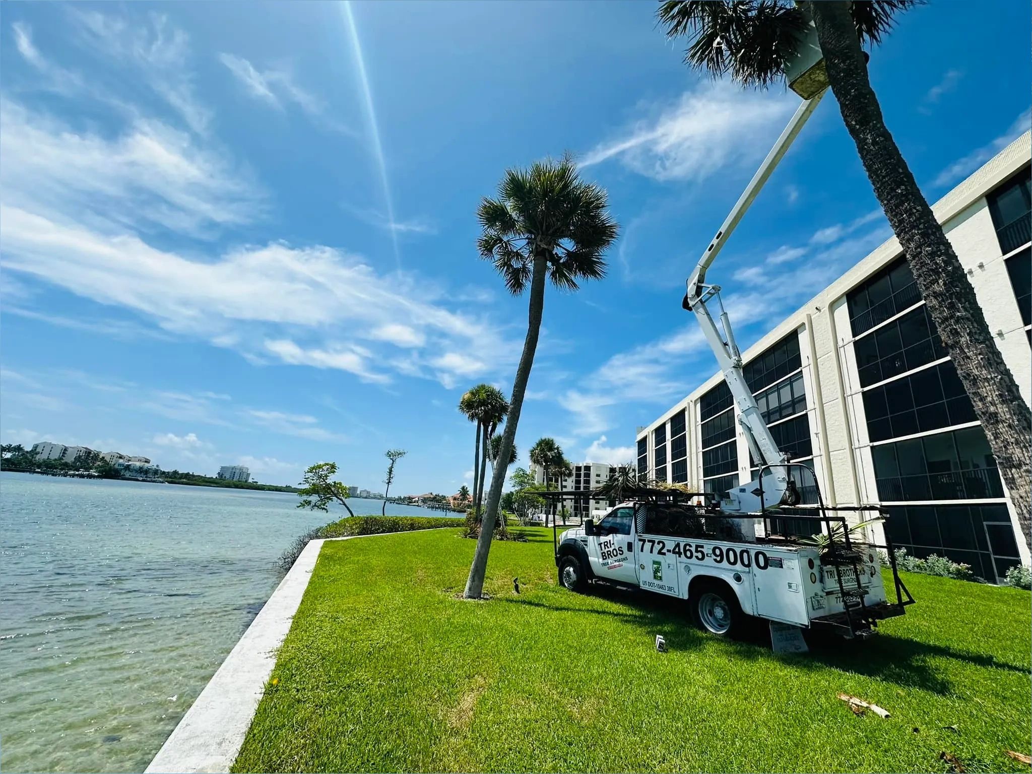 Professional Tree Removal Services