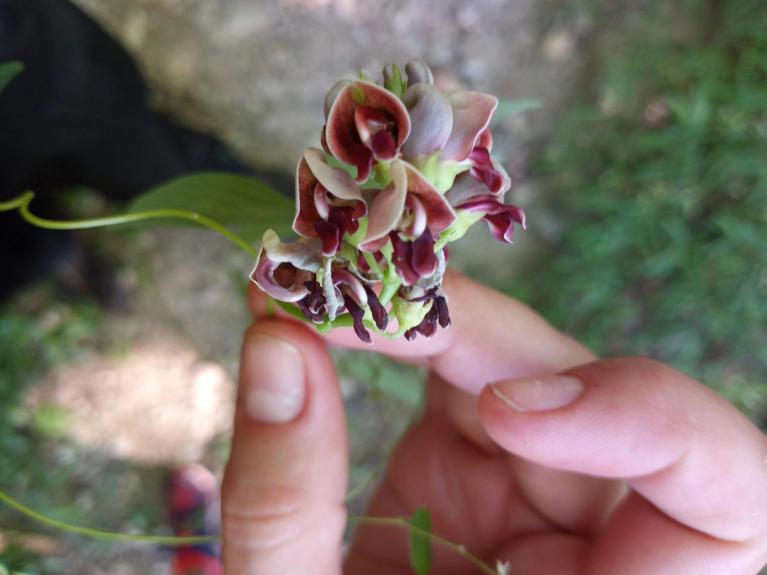 Deep Forest Wild Edible - Foraging Workshops, Foraging Cooking Class