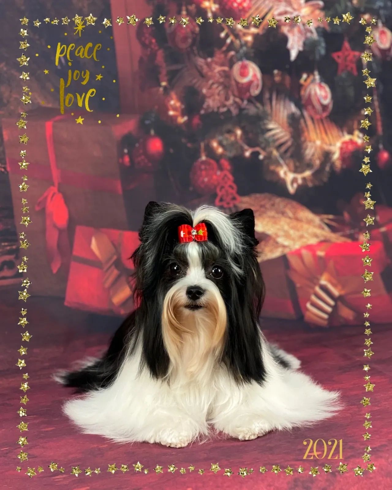 Biewer Terrier grooming tools for coat care.