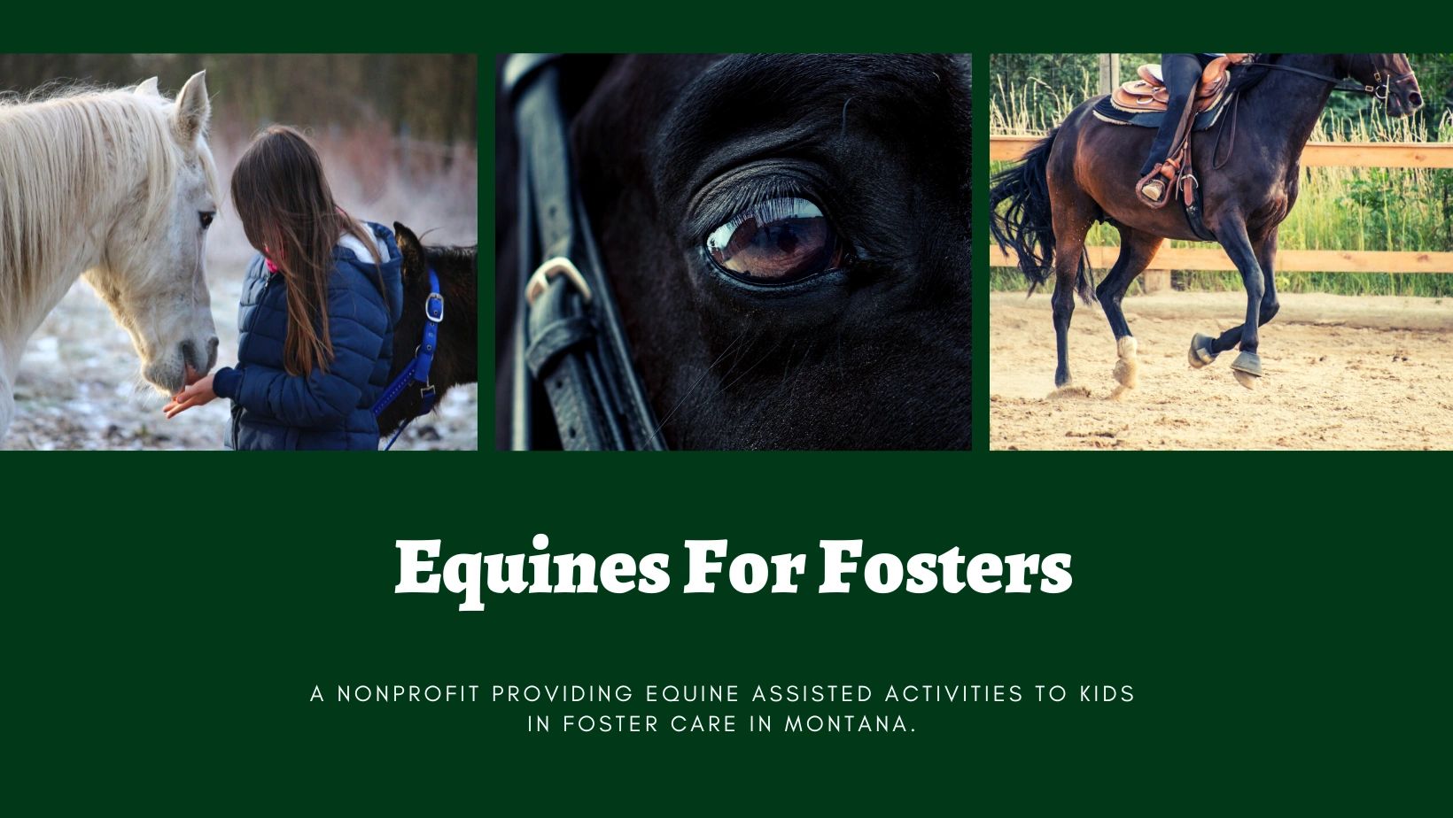 Board of Directors - Equines For Fosters