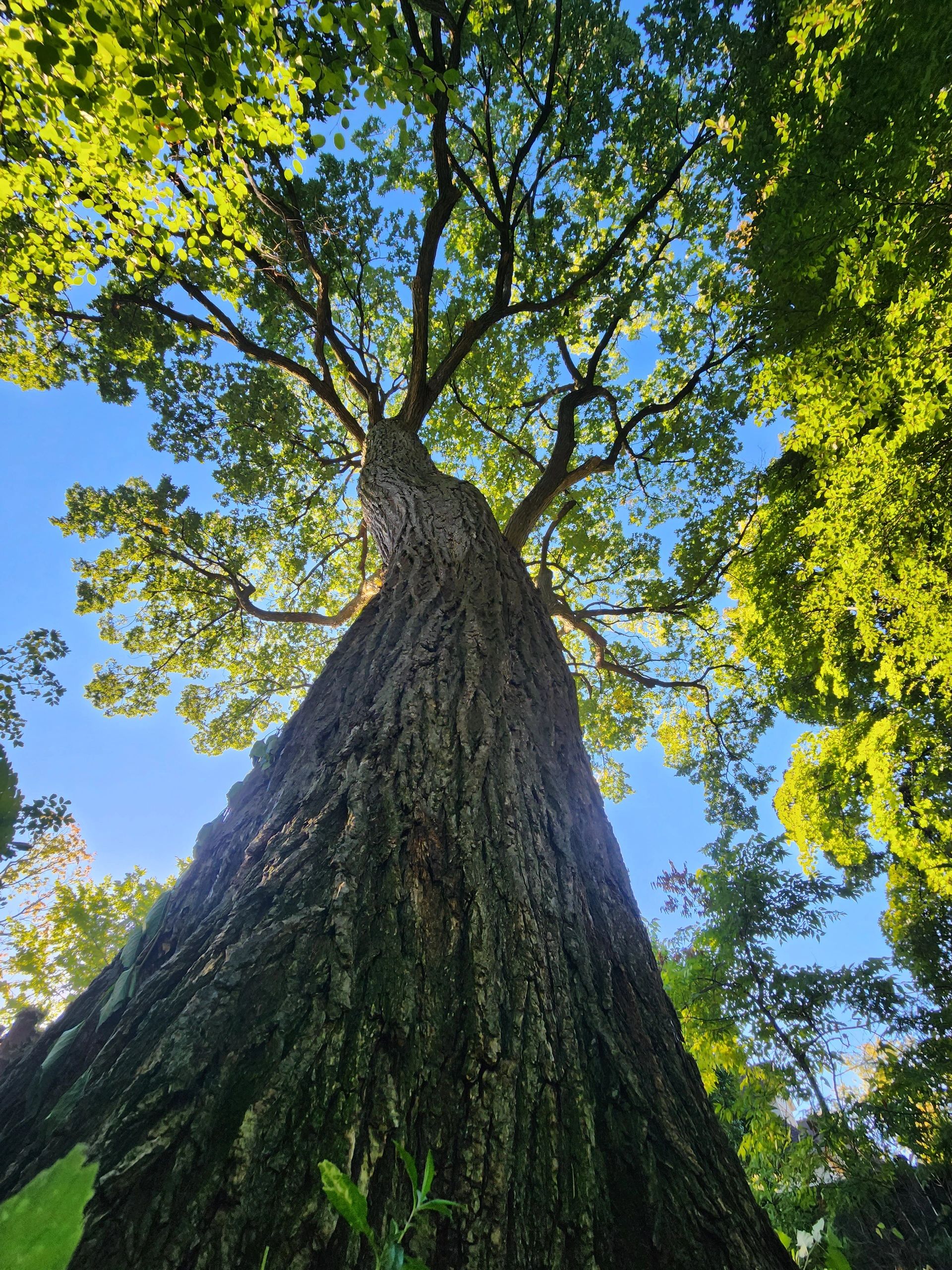 Common Insects | Pioneer Plant Health Care