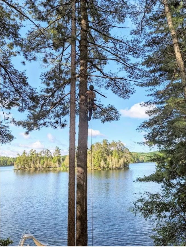 Expert Tree Services by Arborist Evergreen