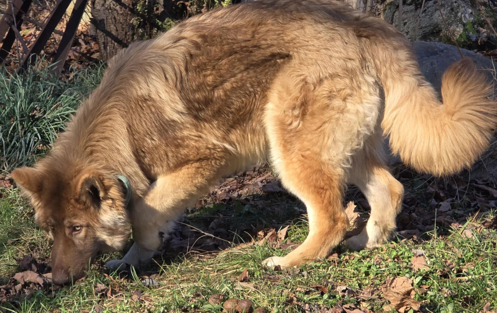 Our Males/Sires | Isabella Blue German Shepherds