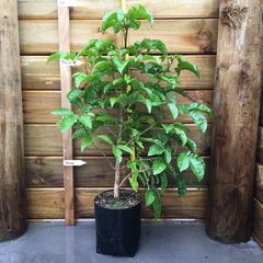 Catalogue | Greenspace Plants