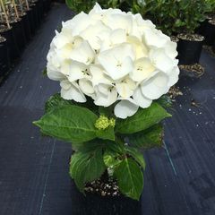 Catalogue | Greenspace Plants