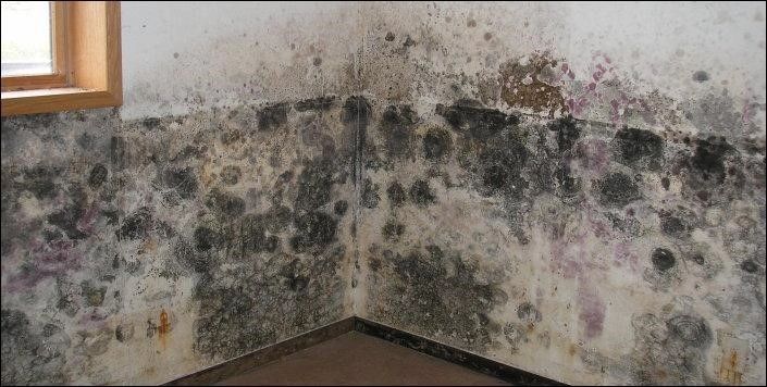 Mold Inspection - Certified Mold Inspection and Remediation Services