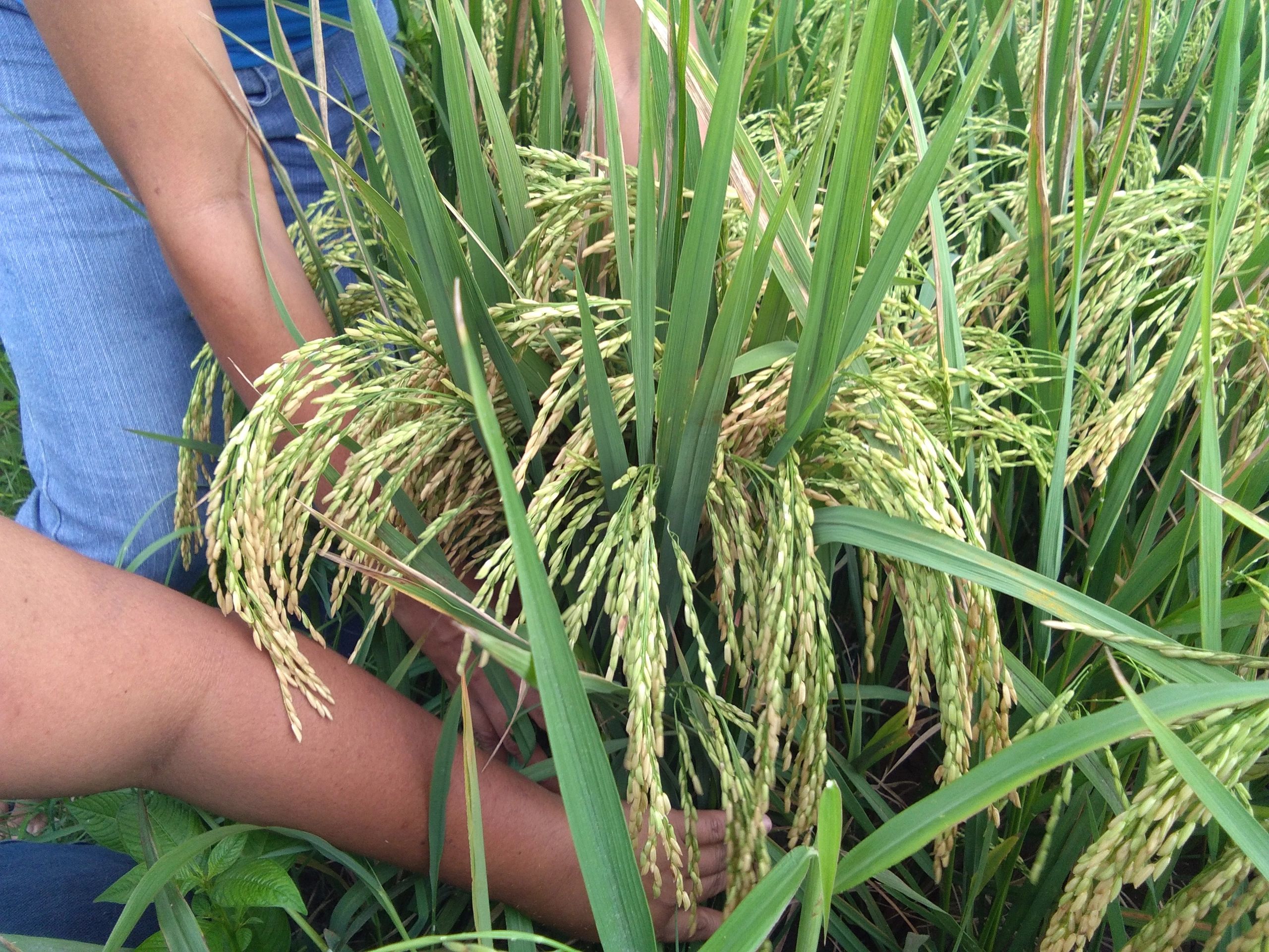 Procedure for using Biospark Trichoderma in Rice