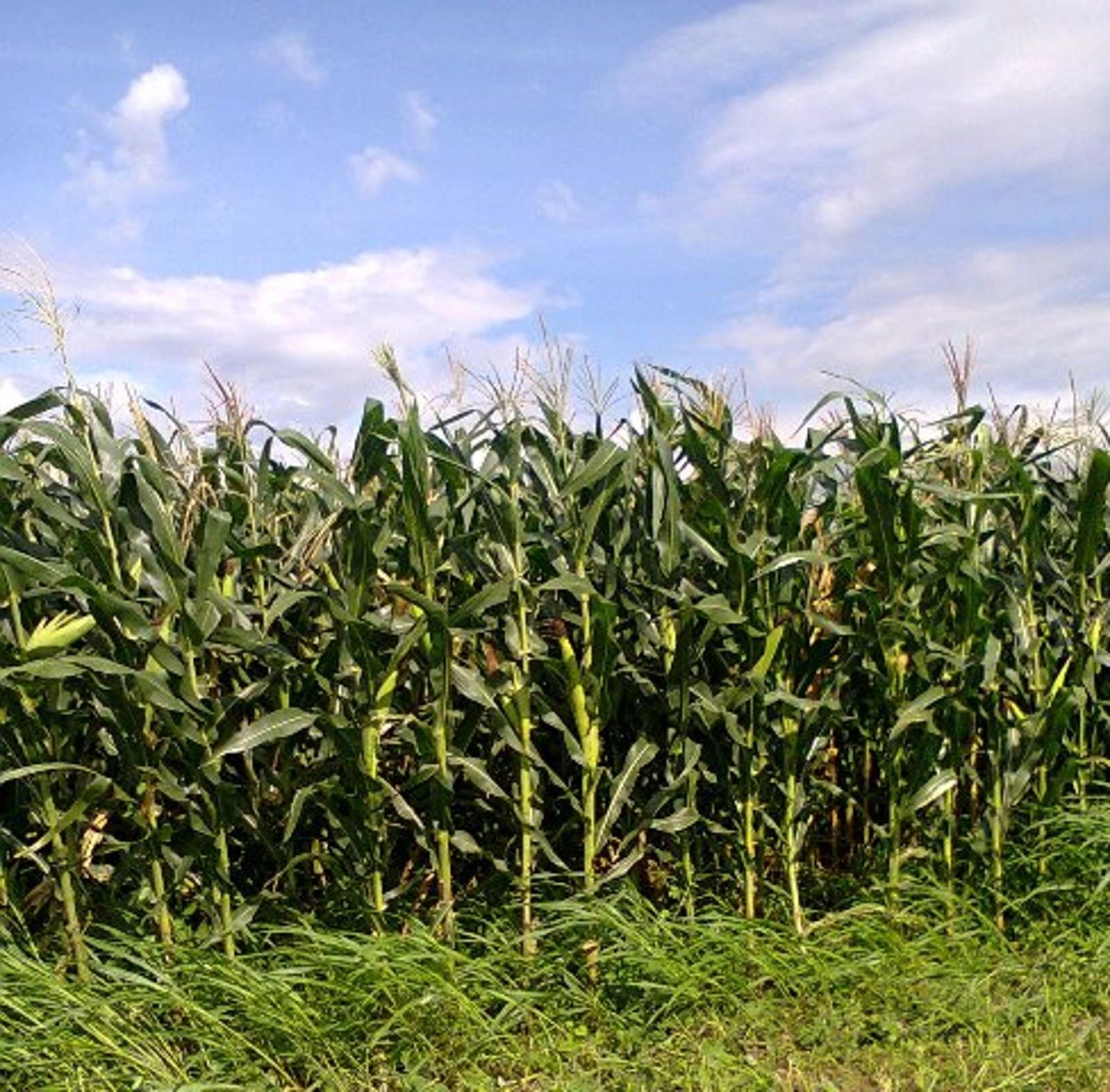 Procedure for using BIOSPARK TRICHODERMA in Corn – 1 Ha CORN